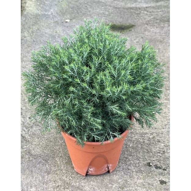 MC - ROUND CEDAR PINE 圆松 | Live Plant | Shopee Malaysia