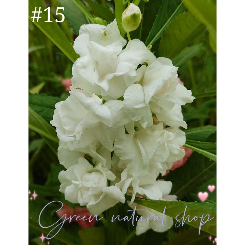 Garden balsam seed/biji benih pokok bunga keembong/重瓣凤仙花种子/指甲花种子 ...