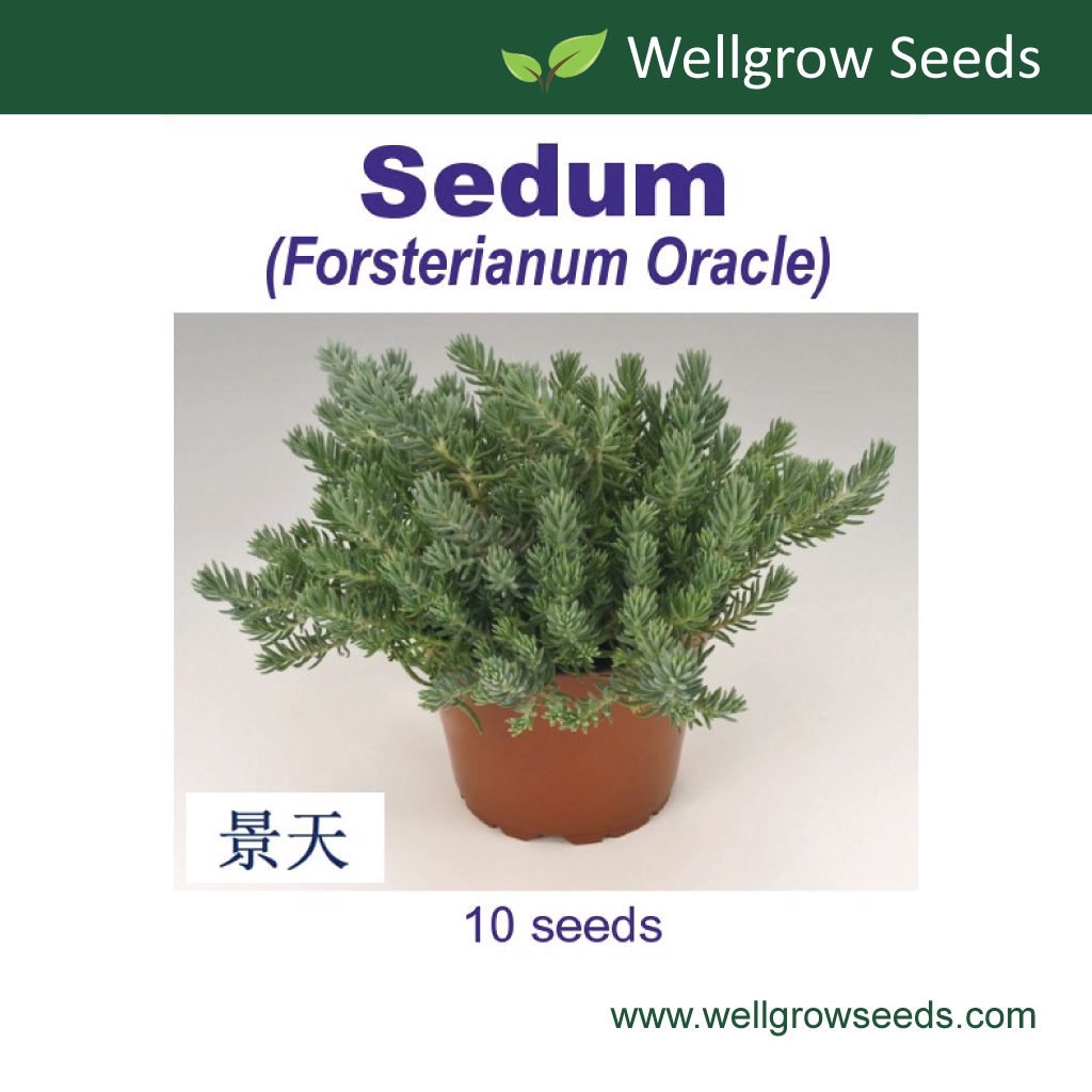 Succulent Seeds: Sedum Forsterianum Oracle (10sds) 肉质种子 Biji Benih ...