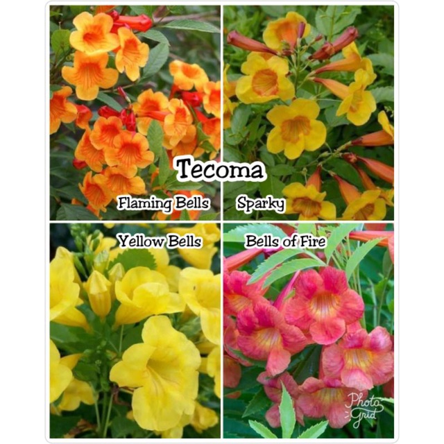 KKB Tecoma Stans, Flaming Bells, Bells of Fire, Sparky, Orange Jubilee ...