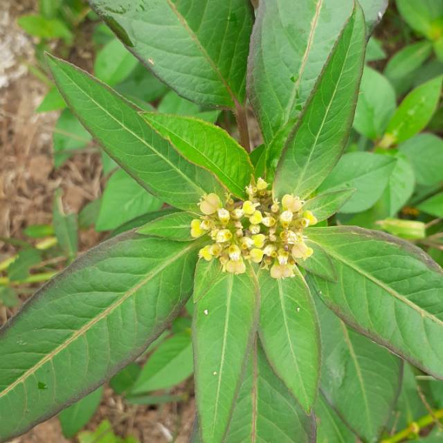 Kate mas patik mas Leaf mas suduk Fresh 500gram (herbal Stomach Wash ...