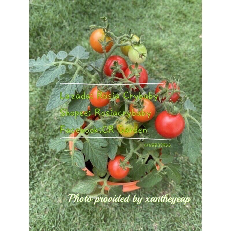 Dwarf Mini Tomato 15 Seeds 矮迷你番茄15粒 (Full Sun, 120 Days, 16cm Height ...