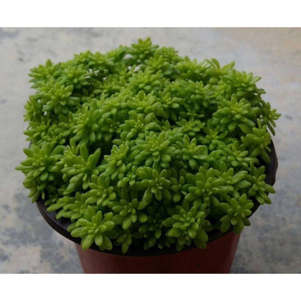 Succulent Sedum Angelina 黄金万年 - (Succulent Varieties) | Shopee Malaysia