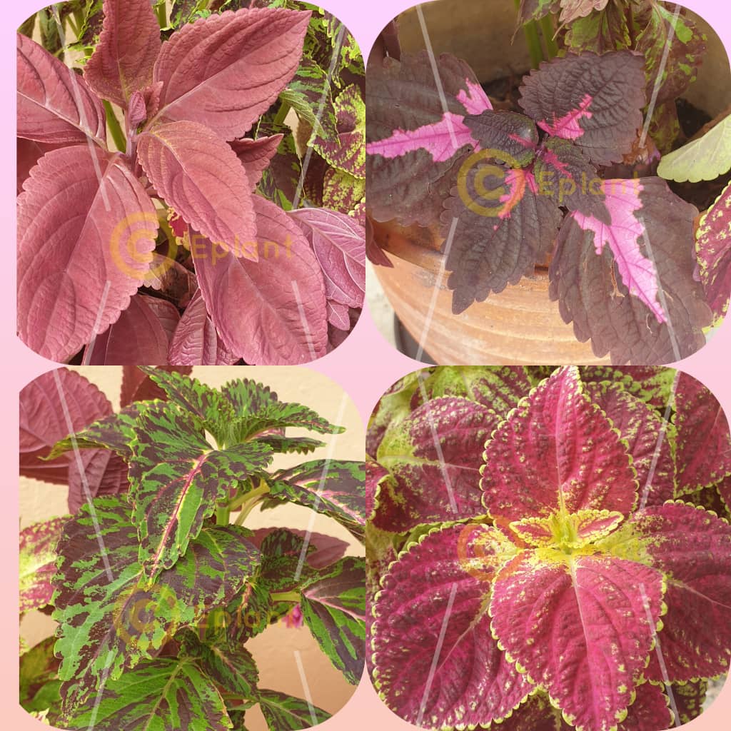 KERATAN POKOK ATI ATI/BUNGA HATI HATI BUNGA HIASAN/ Pokok hidup ...