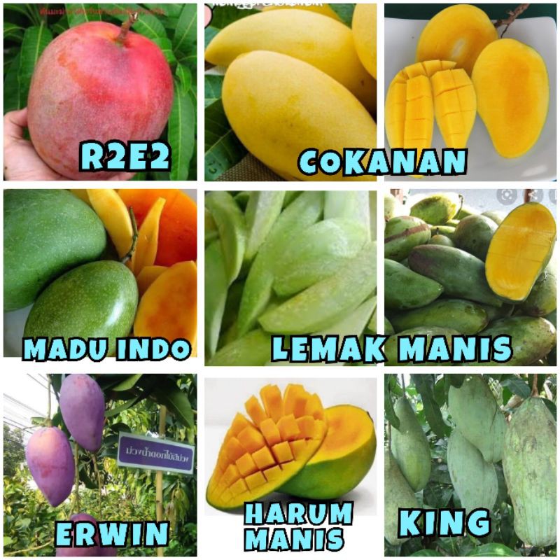 Pokok Mangga Irwin Erwin Harum manis cokanan r2e2 taiwan red lemak madu ...
