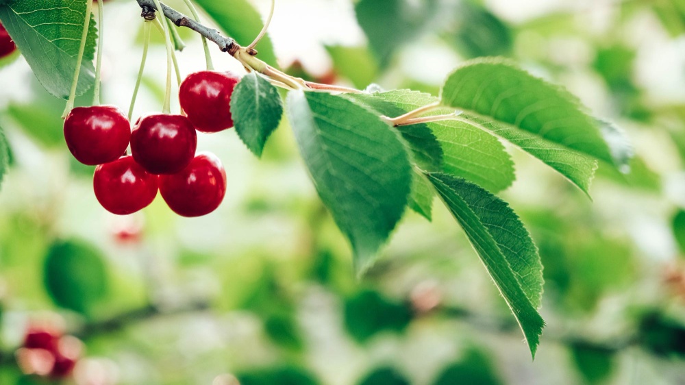 Cherry车厘子种子 Biji Benih Ceri Fruit Buah Buahan Seed Plant 5pcs | Shopee ...