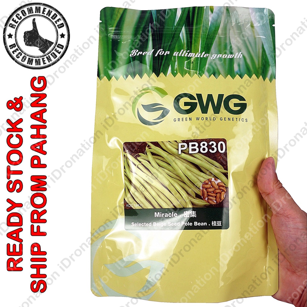 Leckat GWG PB830 Seeds Biji Benih Sayur 100G 500G PB 830 Kacang Buncis Putih Miracle French ...