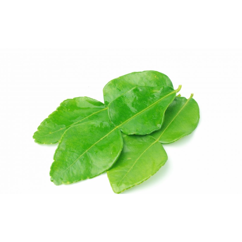 POKOK LIMAU PURUT KAHWIN // 1 ORDER LIMIT HANYA 3 POKOK SAHAJA ...