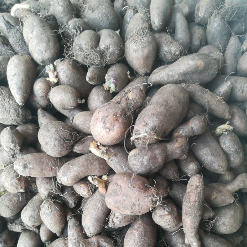 UBI KEMILI / KENTANG JEMBUT / UBI KELING / Ubi kemili / lembut lemak ...