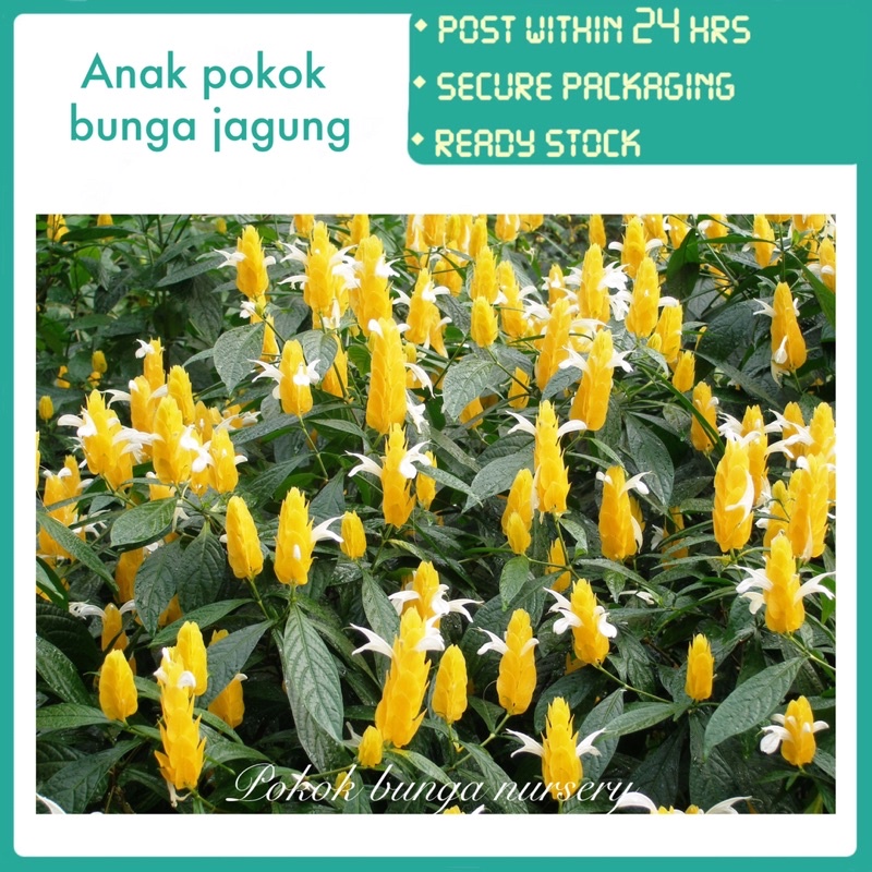 PBN - bunga jagung - pokok bunga nursery golden shrimp outdoor real ...