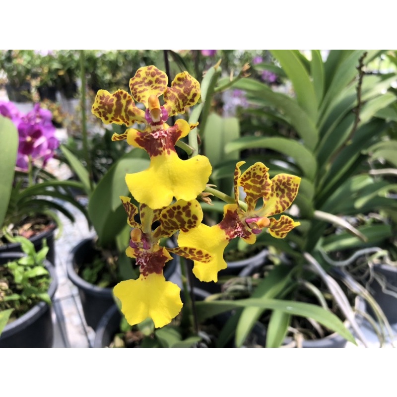 ORKID PARANG KUNING ( POKOK MATANG BERBUNGA/TIADA BUNGA) | Shopee Malaysia
