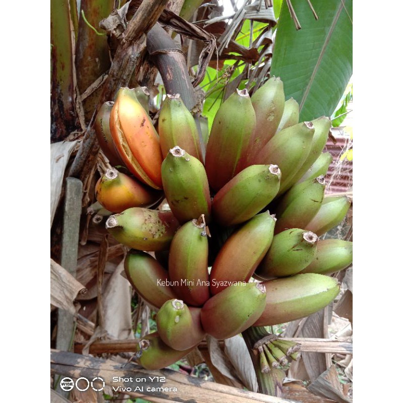 Anak Pokok Pisang Udang Pisang Merah Shopee Malaysia