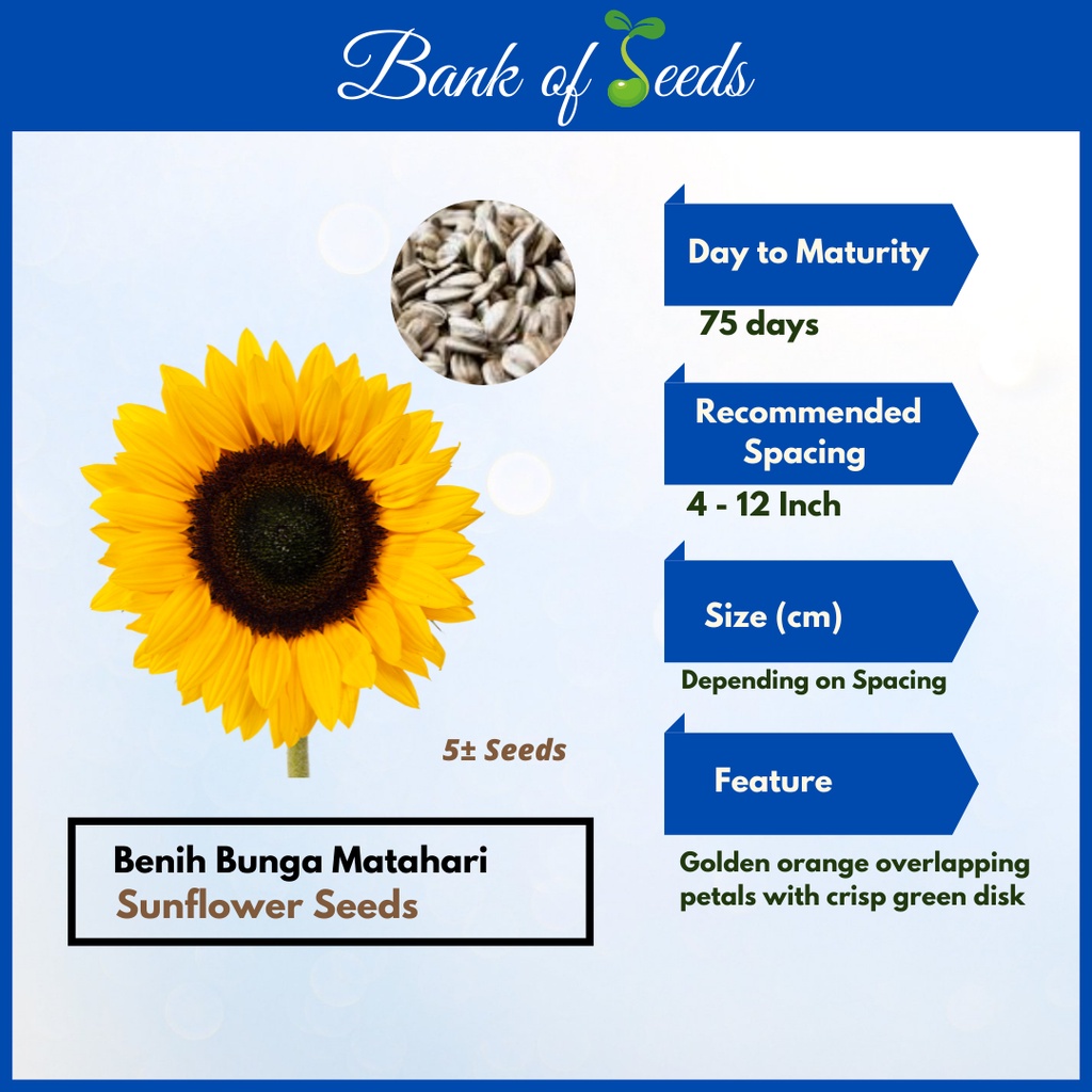 Biji Benih Sunflower Seeds Bunga Matahari seeds 太阳花种子 5± | Shopee Malaysia