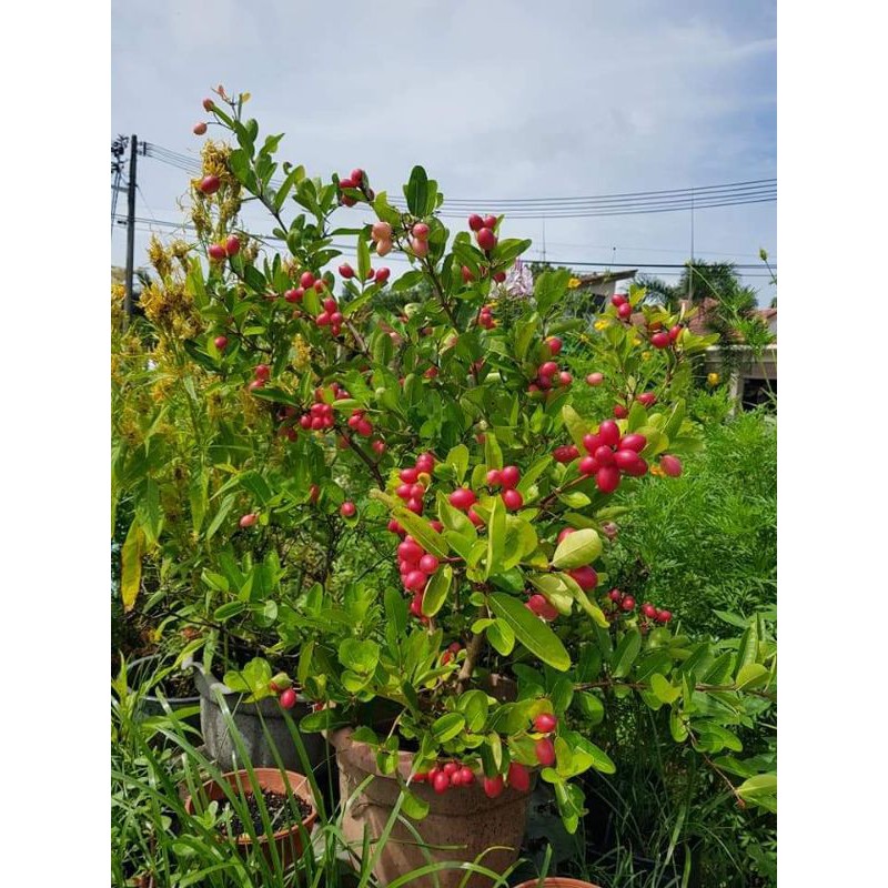 Anak pokok asam renda / Carissa carandas (1 polibag) | Shopee Malaysia