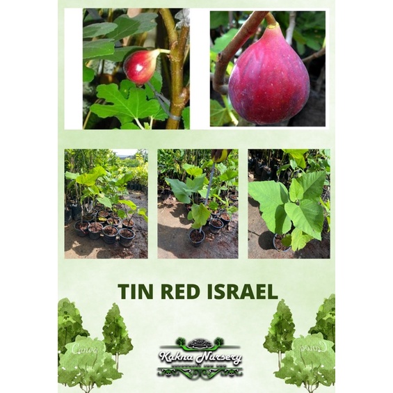 Pokok Tin / Anak Pokok Hybrid / Tin Red Israel / Buah Ara / Buah Syurga ...
