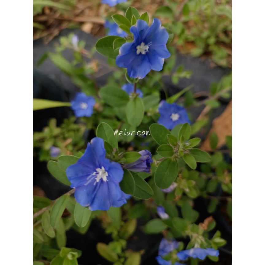 MKT - Blue Daze Plant / Blue Diamond Plant / Brazilian Dwarf Morning ...