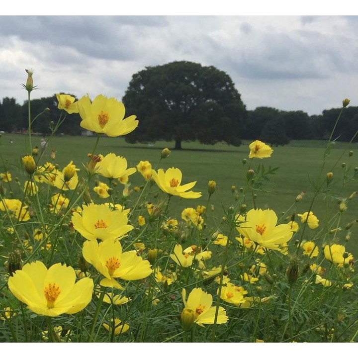 Bunga Kuning Cantik Ulam Raja Kuning Cosmos | Shopee Malaysia