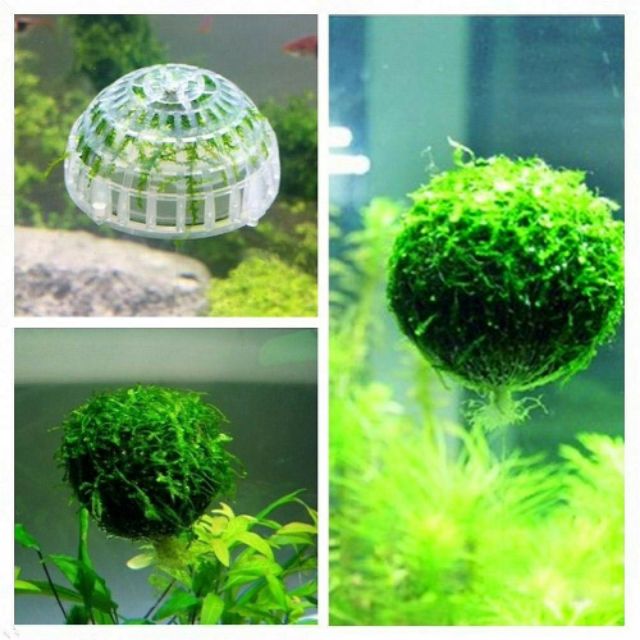 Aquarium Aquatic Water Live Plant Float Moss Ball Cultivation Fish Tank ...