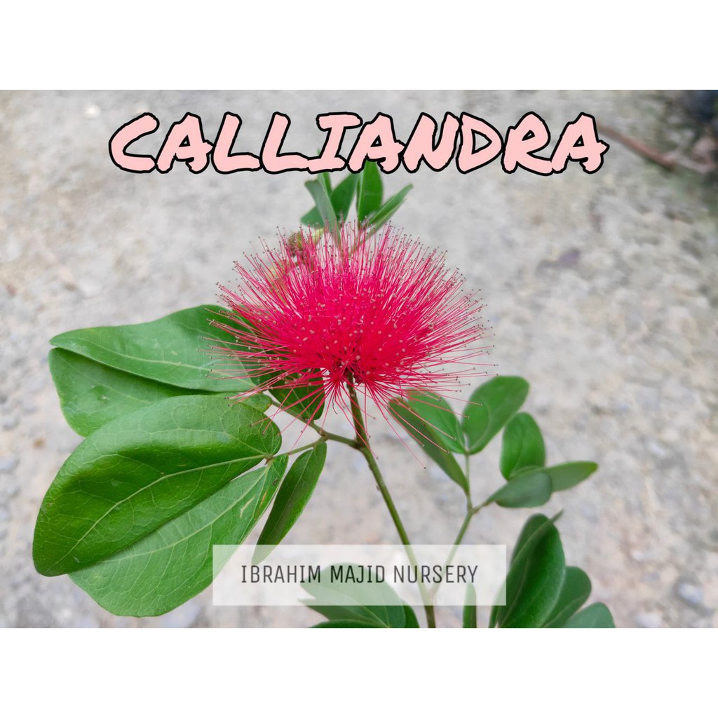 CALLIANDRA POWDER PUFF PLANT ANAK POKOK REAL LIVE PLANT | Shopee Malaysia