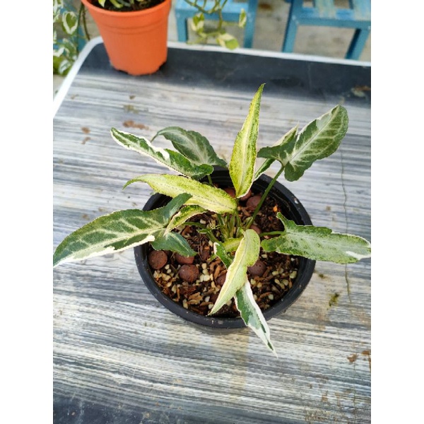 Syngonium T25 Dwarf, Rare Syngonium | Shopee Malaysia