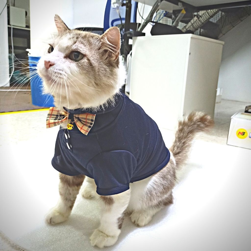Baju Kucing Jantan Betina Comel Murah Tahan Lasak Pet Cat Kitten Puppy ...