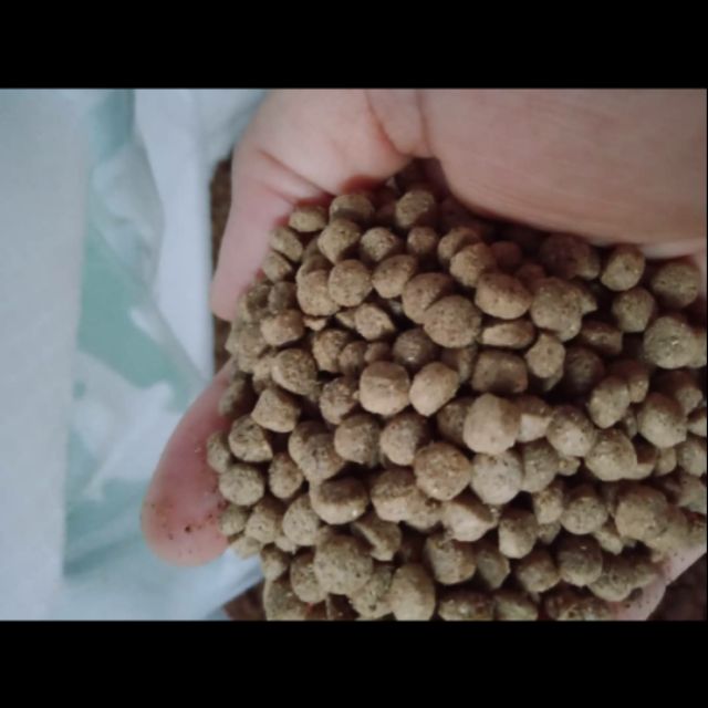 Repack 1kg 4mm dedak ikan /fish pellet floating/fishfood /makanan ikan ...
