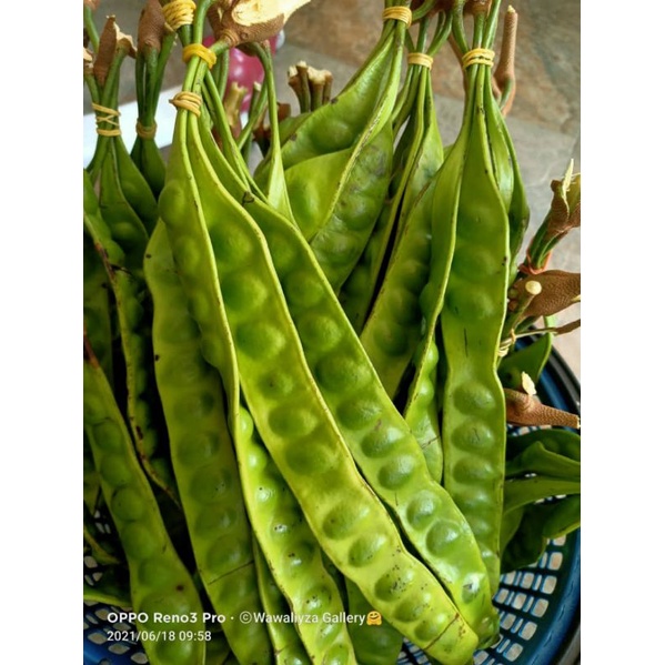 PETAI KAMPUNG MATA ISI PADAT FRESH DRI LADANG | Shopee Malaysia PETAI KAMPUNG MATA ISI PADAT FRESH DRI LADANG | Shopee Malaysia