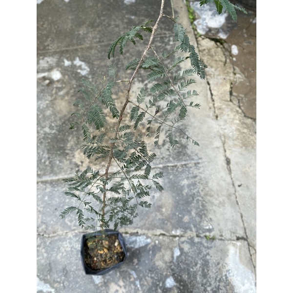 Vanni plant (shami tree) | Shopee Malaysia