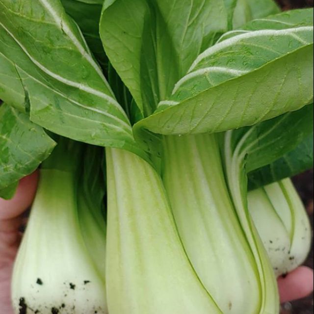 2 gram benih dwarf pak choy pak choy seed sawi Jepun benih sayur murah ...
