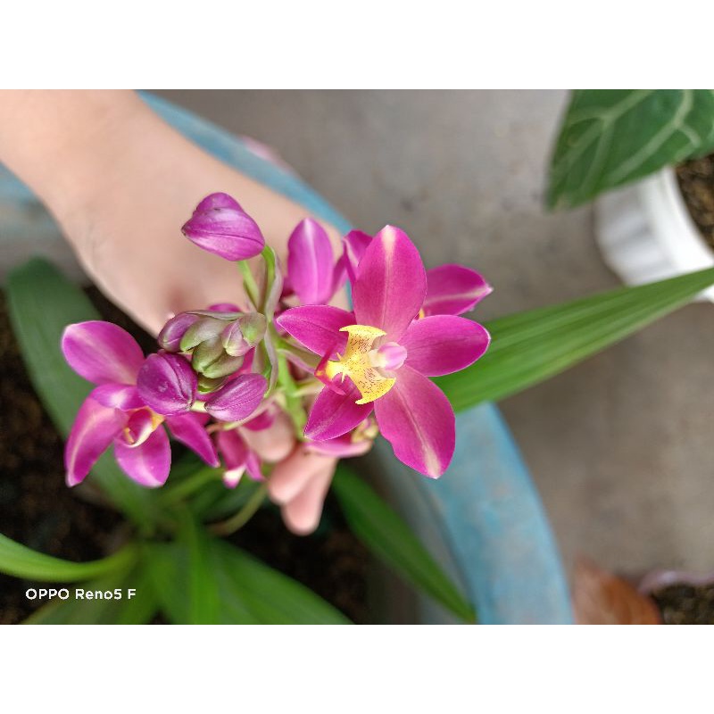 Orkid Pinang Pelbagai Warna Saiz Kecil (SILA BACA DESCRIPTION) | Shopee ...