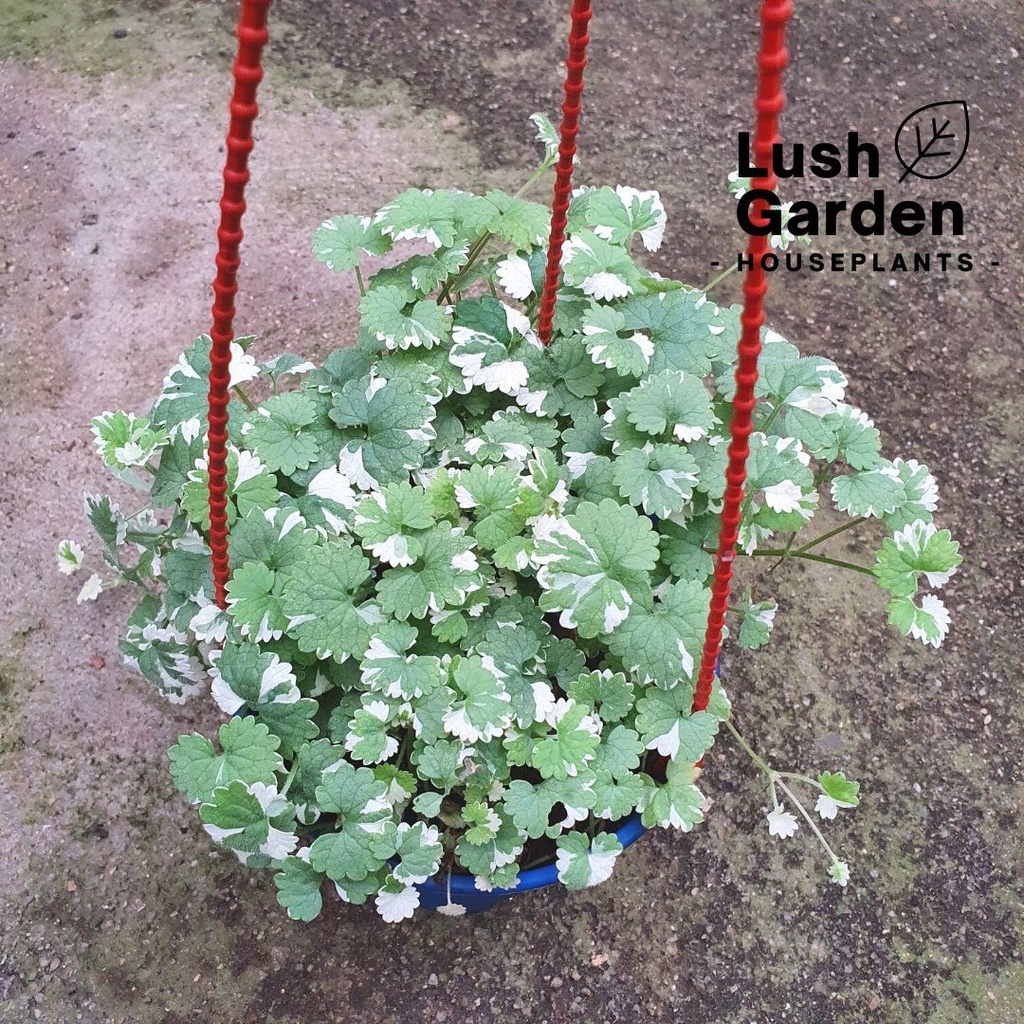 Pegaga Batik / Variegated Creeping Charlie 花叶崩大碗 150mm Pot Hanging Live ...