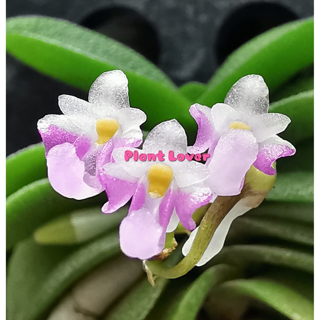 Orchid Schoenorchis fragrance (miniature) | Shopee Malaysia