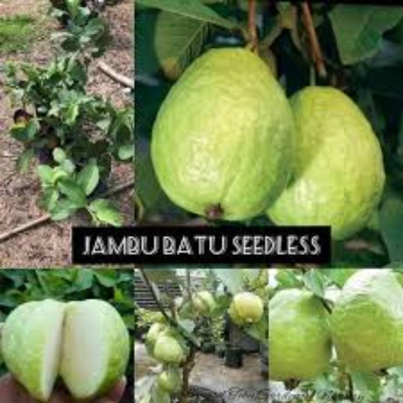 Jambu Seedles Hybrid/Tiada biji | Shopee Malaysia