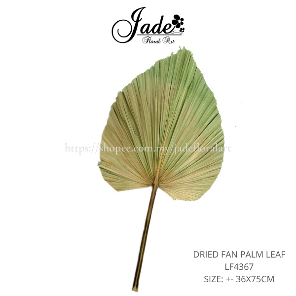DAUN KIPAS KERING / PALM LEAF / DAUN PALMA / DAUN PALM/ DAUN PELAMIN ...