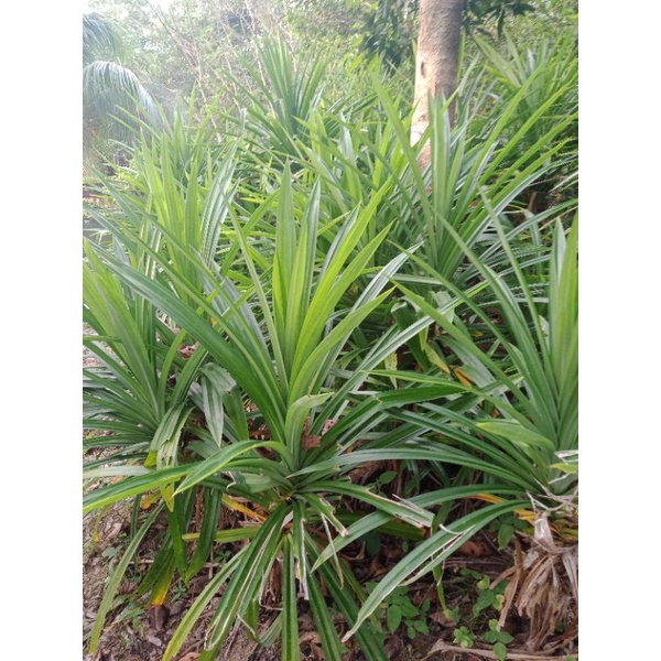 Anak Pokok Pandan Besar Dengan Akar | Shopee Malaysia