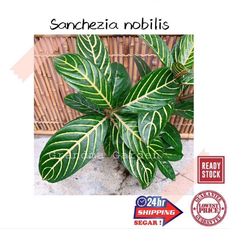 (GG real plant) sanchezia nobilis ^ pokok tulang ikan hidup hiasan live ...