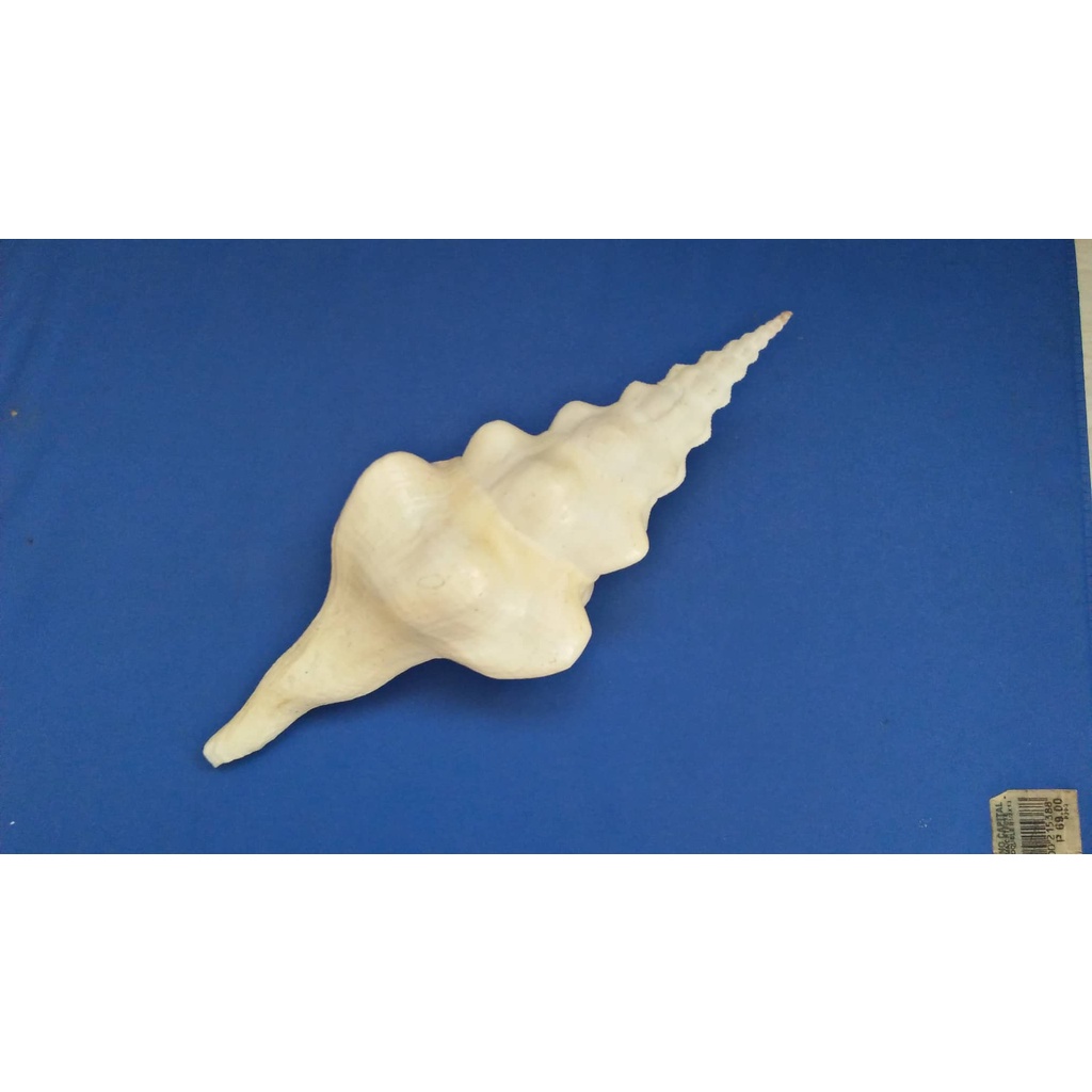 Seashell for collection- Fusinus undatus & AMAZING BODY FORM ...