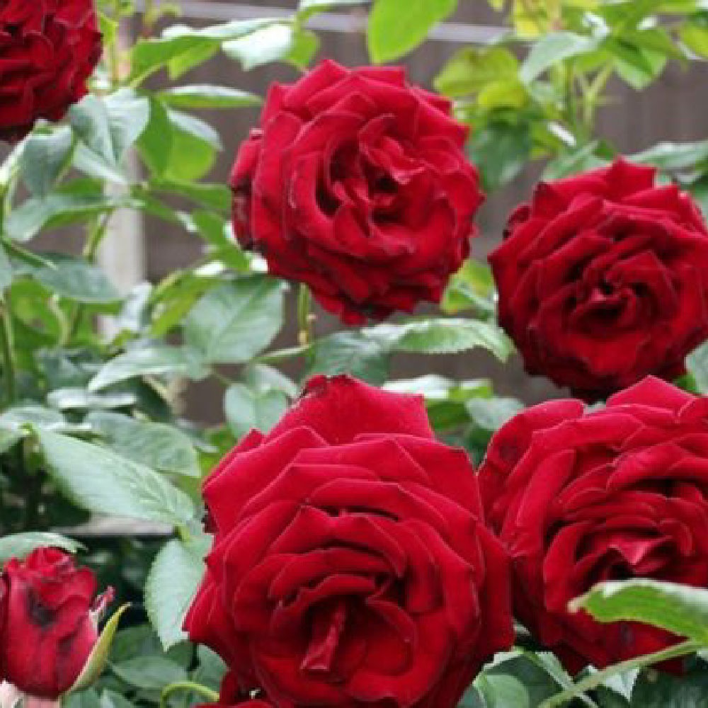 Pokok Bunga Rose Mawar flower garden Baja 3 IN 1 SB Pack Jimat Organik + Subur + Buah 1000gram ...