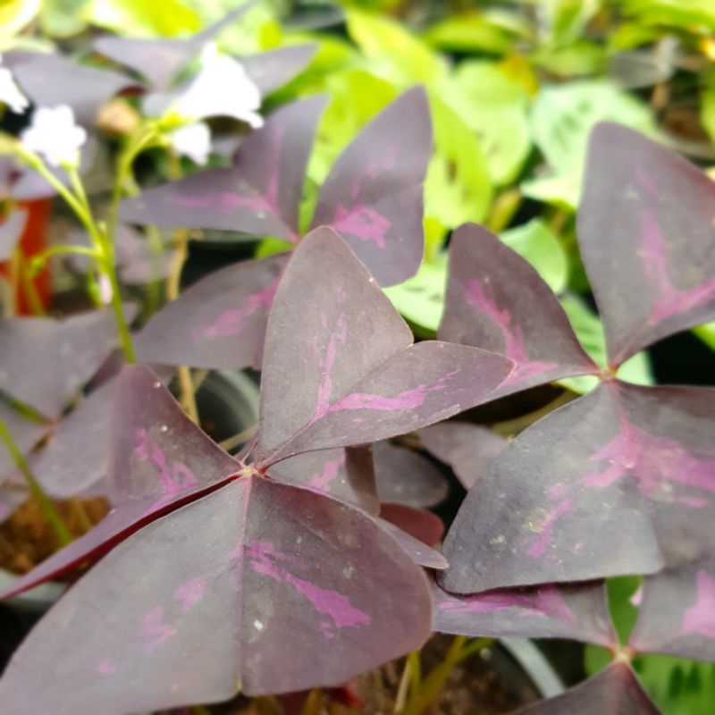 Purple Oxalis Triangularis Bushy | Pokok Rama-rama Purple 🦋 | Shopee ...