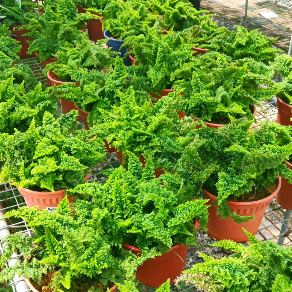 Indoor Plant - Fluffy Ruffles Fern | Shopee Malaysia