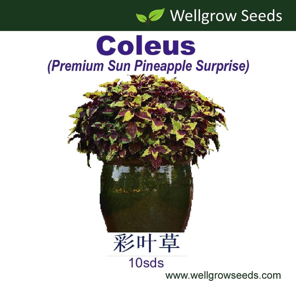 Coleus Premium Sun Pineapple Surprise (10sds) 彩叶草: 旗舰阳光系列（菠萝惊喜）Ati-ati ...