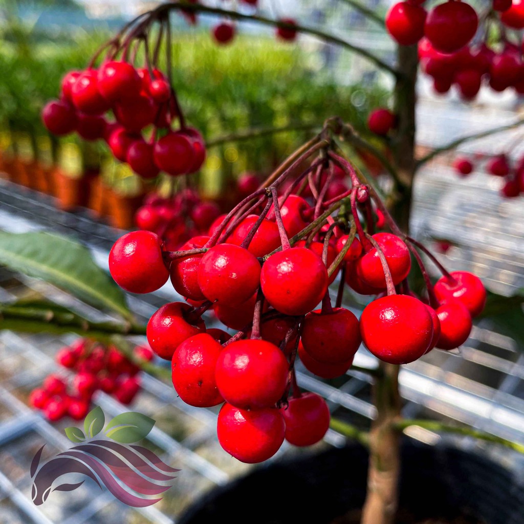 [Flower] Fu Gui Zi 富贵子 Feng Shui Plant by LS Group | Shopee Malaysia