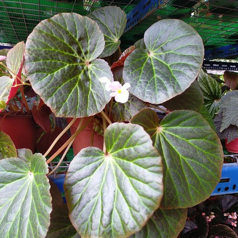 Begonia U514 REAL PLANT READY STOCK BY SL THEGREEN | Shopee Malaysia
