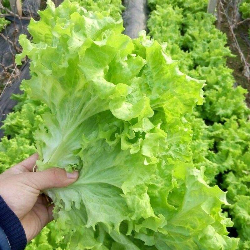 Benih Daun Salad 300pcs Four Season Lettuce 四季生菜籽 Shopee Malaysia