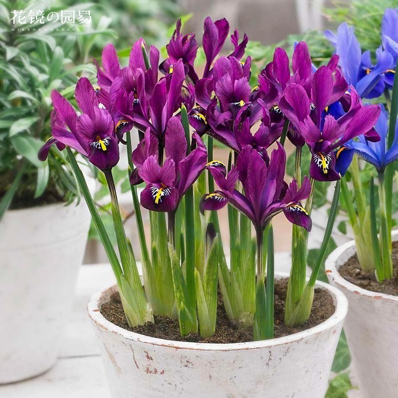 50pcs///Iris reticulata seed garden planting pot flower seeds super ...