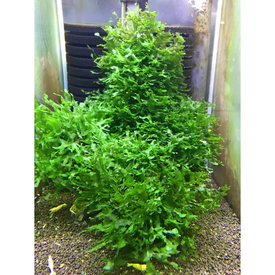 Pelia Moss , Monosolenium Tenerum (Aquatic Plant / Aquarium) | Shopee ...