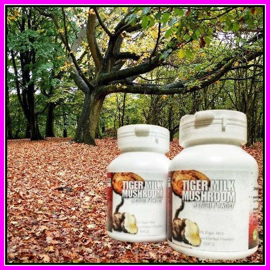 Cendawan Susu Harimau /Tiger Milk Mushroom 60 biji | Shopee Malaysia