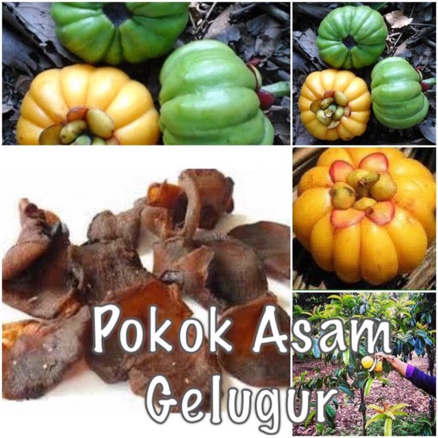 🔥Pokok Asam Gelugur Hybrid🔥 | Shopee Malaysia