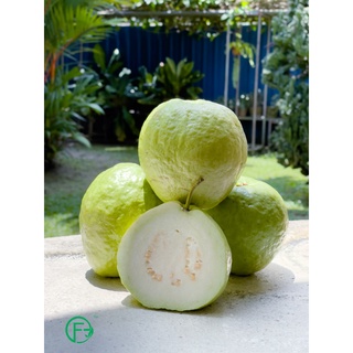 Organic Guava Lohan 1kg± (2pcs) | Shopee Malaysia