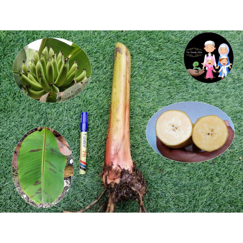 Benih Sulur Pisang Lang / Tanduk (Sulur Pedang) | Shopee Malaysia